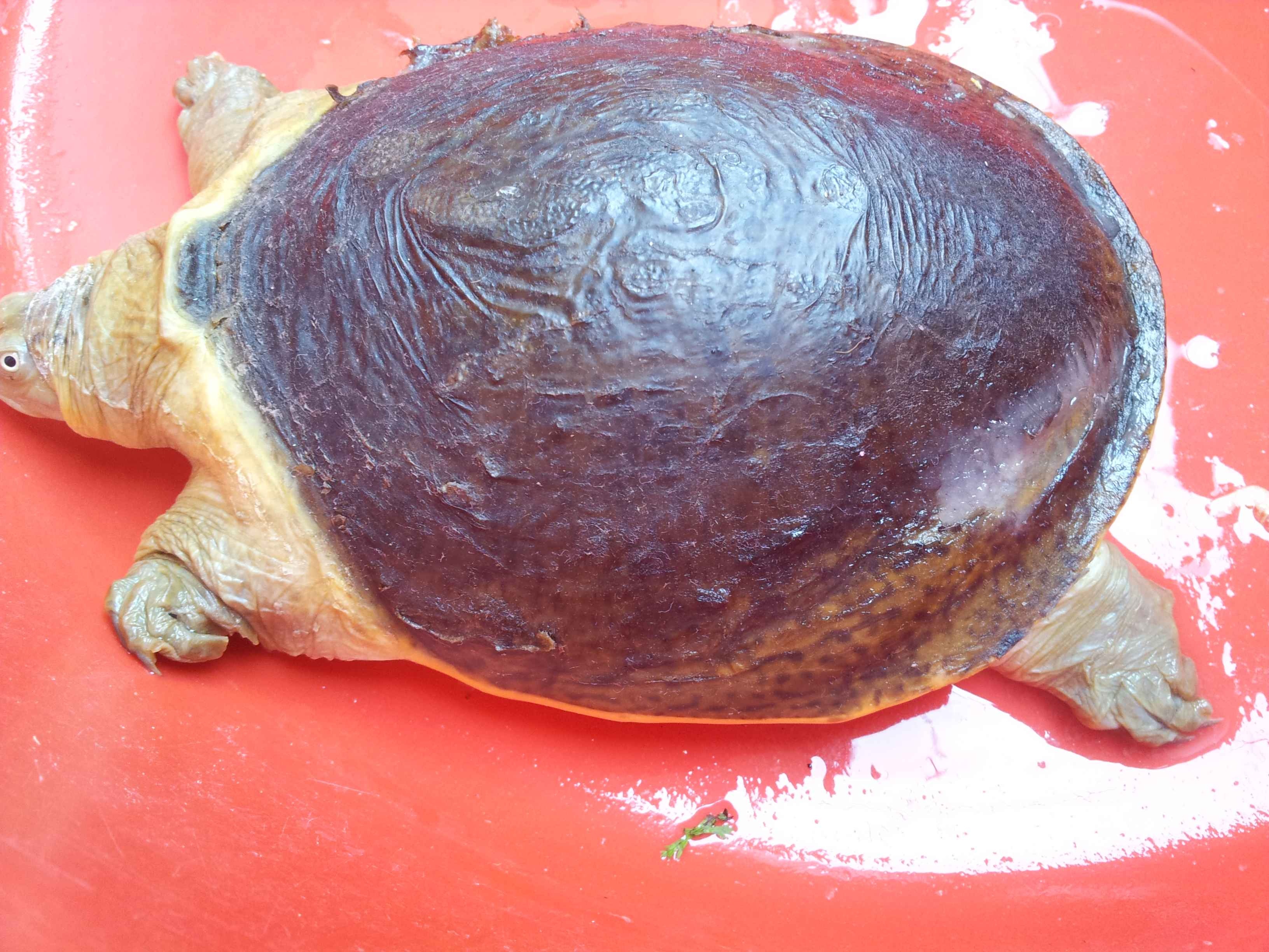 Please help sick turtles | Reptile Forums