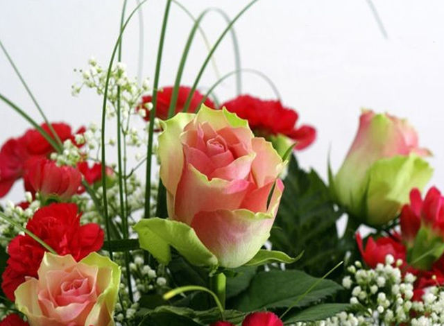 Clubul Gargaritelor • Vezi subiect - Colectia mea - Tender Rose